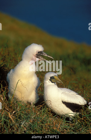 Masked Booby with chick, Sula dactylatra, Malpelo, East Pacific Ocean ...