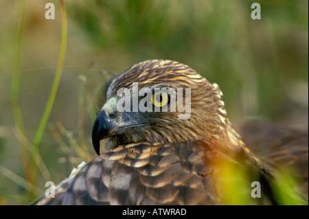 Swamp Harrier - Circus approximans Stock Photo: 102323667 - Alamy