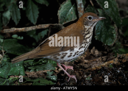 Wood Thrush (Hylocichla mustelina Stock Photo - Alamy