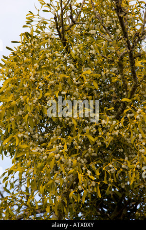 Mistletoe, Viscum album, a parasitic plant growing in a tree in ...
