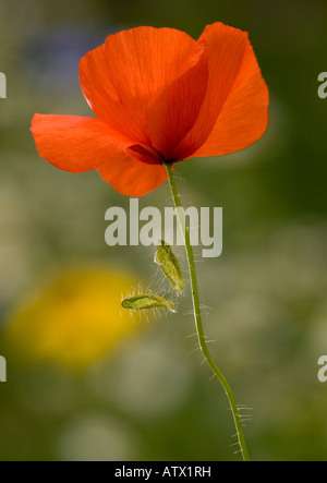 Papaver rhoeas, common poppy. Widespread and common weed in ...