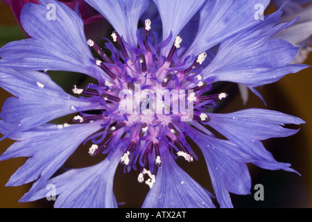 A cornflower Centaurea cyanus with a purple flower head, a closed bud ...