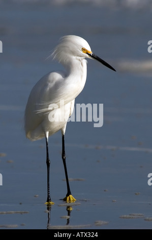 A close-up photo of a Snowy Egret with a smooth green background in ...