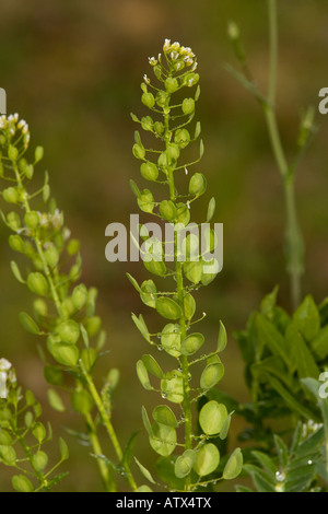 Field Penny-cress (thlaspi arvense), close up of the large round broad ...