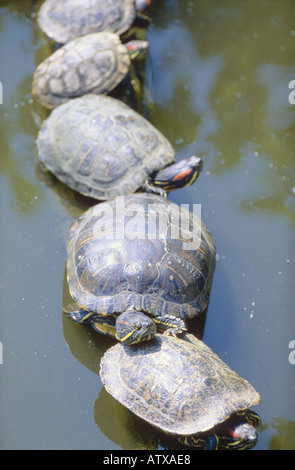 Traffic jam turtles Stock Photo - Alamy