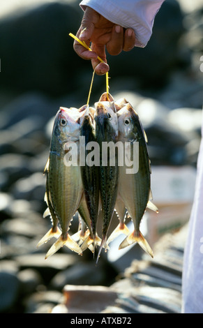 Fish Sohar Oman Middle East Stock Photo - Alamy