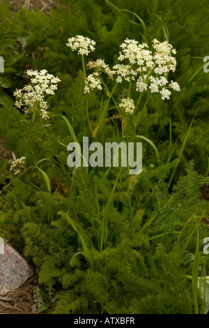 Spignel Meum athamanticum in alpine meadow Hauts Plateaux Reserve ...