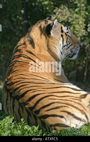 sitting tiger from rear Stock Photo - Alamy