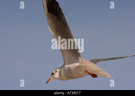 A seagull flying alone with blue sky Stock Photo - Alamy
