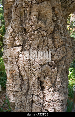 Tree trunk close up in a park Stock Photo - Alamy