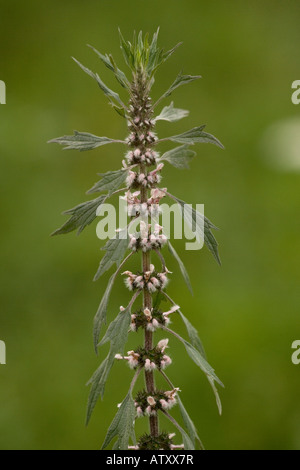 Motherwort (Leonurus cardiaca), used in herbal medicine as a tonic to ...