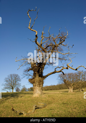 Old oak tree in sloping field Cotswold Escarpment below Cleeve Hill ...