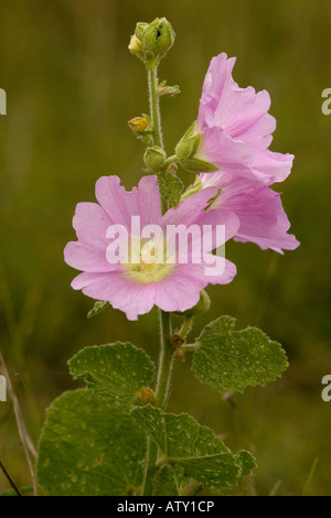 Alcea pallida pink flowers Stock Photo - Alamy