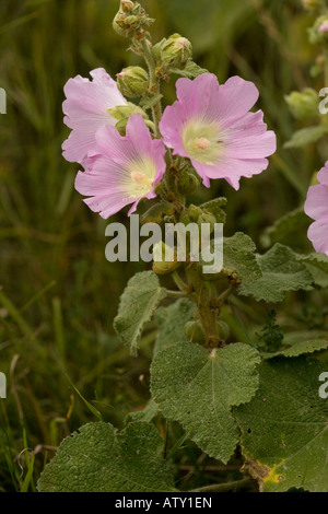 An eastern hollyhock Alcea pallida Romania Stock Photo - Alamy