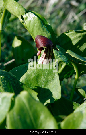 Arisarum vulgare, common name the friar's cowl or larus, is an ...