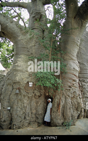 Worlds largest Baobab tree near Tzaneen Stock Photo - Alamy