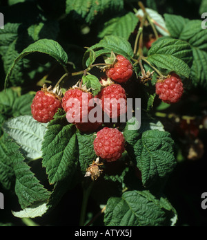 Raspberry on the cane (close-up Stock Photo - Alamy