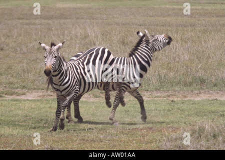 Two plains zebra stallions interacting socially displaying aggressive ...