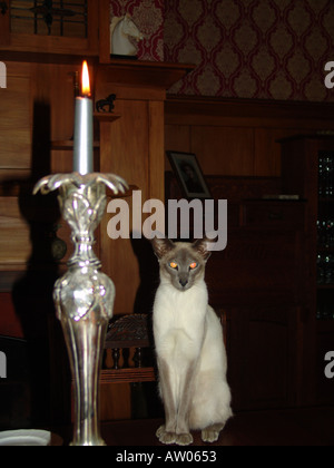 siamese cat creepy scary halloween light from below Stock Photo - Alamy