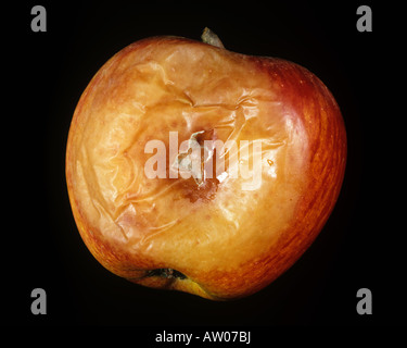Blue mould Penicillium expansum on stored apple fruit Stock Photo - Alamy