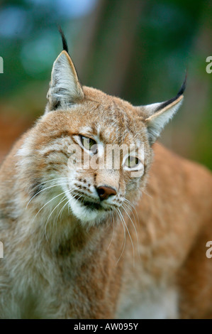 Lynx Lynx lynx Sweden Stock Photo - Alamy