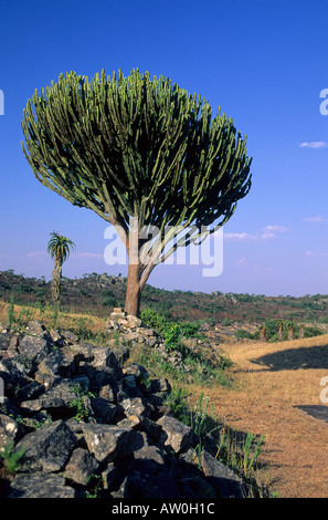 Euphorbia ingens, Candelabra Tree, African Milk Tree, Candelabra Cactus ...