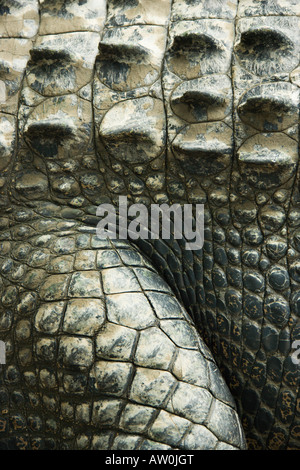 Detail of the dry skin of a crocodile Stock Photo - Alamy