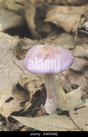 Viscid Violet Cort (Cortinarius iodes) Fungi Stock Photo - Alamy