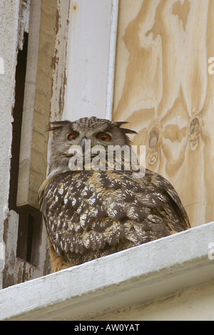 Eagle owl (latin: Bubo bubo) sitting on window ledge. Night bird of ...
