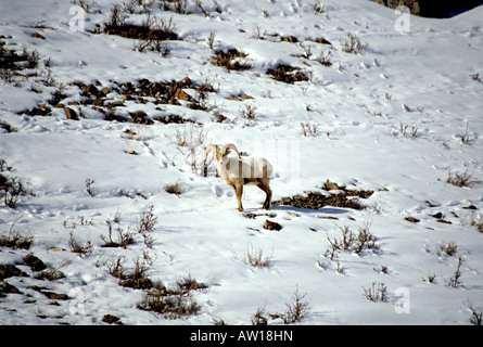 Big Horn Sheep in the Grand Teton National Park, Jackson Hole, Wyoming ...