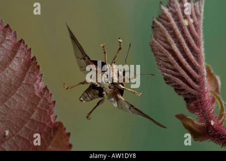 Flying weevil (Curculio nucum Stock Photo - Alamy