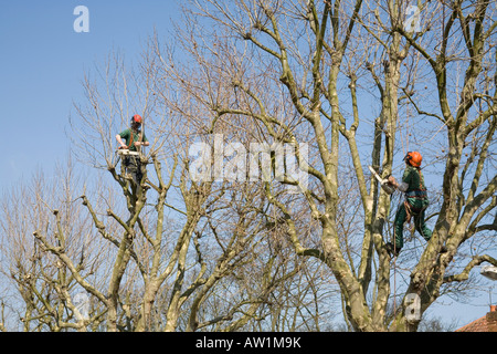 Tree surgeons in trees Stock Photo - Alamy