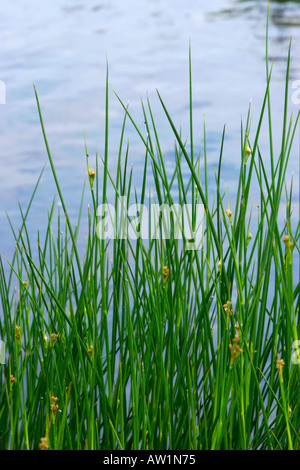 Grass and sedge growing at edge of stream in Southern Uplands Scotland ...