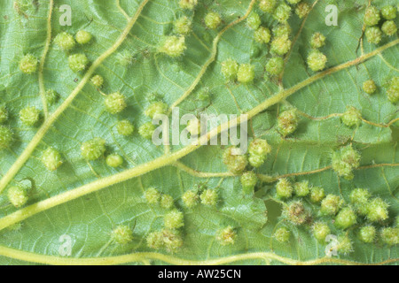 Insect pest Grape phylloxera (Daktulosphaira vitifoliae Stock Photo - Alamy
