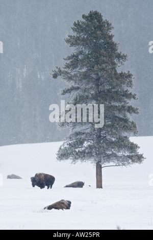 Bison (Bison bison) in snowstorm. Yellowstone National Park, USA ...