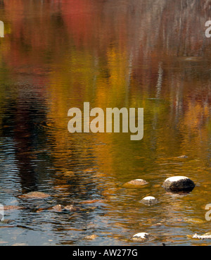abstract image of tree with water reflection, blurred background and ...