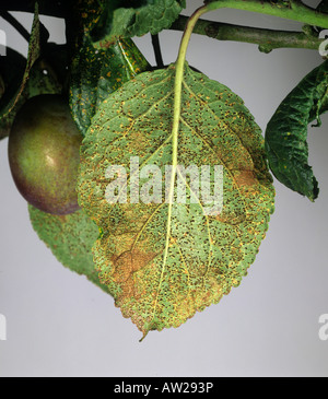 Plum rust (Tranzschelia discolor) fungal disease pustules on the ...