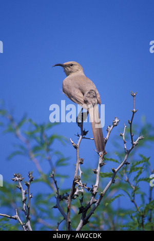 Le Conte's Thrasher (Toxostoma lecontei), Kern County, California Stock ...