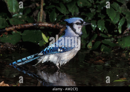 Blue Jay (Cyanocitta cristata) bathing Marion County, Illinois Stock ...