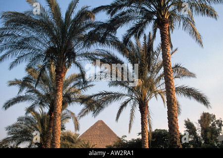 Egypt Great Pyramid framed through palm trees as if seen from a desert ...