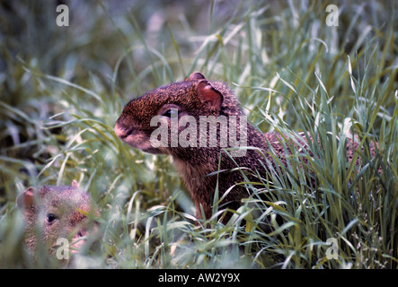Agouti/ Golden Agouti-Dasyprocta leporina-Family Dasyproctidae Stock ...