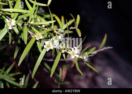 Lemon-scented tea tree (Leptospermum petersonii Stock Photo - Alamy