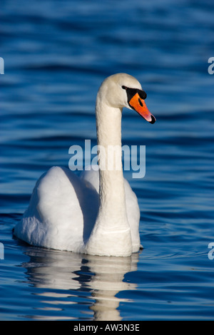 Mute swan (Cygnus olor) looking for food underwater in lake by upending ...