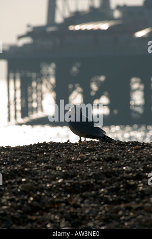 Blue Bird Vicious Stock Photo - Alamy