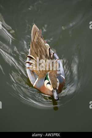 Baikal Teal, Anas formosa, Male Duck Stock Photo - Alamy