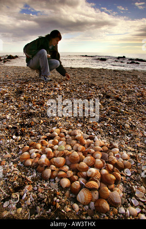 Seashells collected from the Mediterrannean in Spain Stock Photo - Alamy