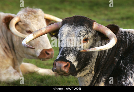 Pedigree Longhorn Cows in Devon UK Stock Photo - Alamy