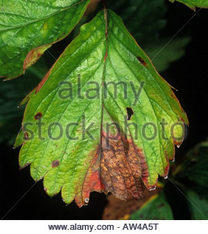 Strawberry leaf with the fungal disease, leaf scorch caused by Stock ...