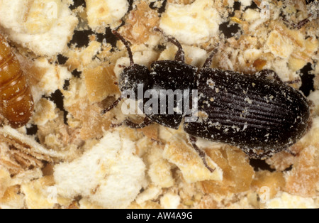 Yellow mealworm Tenebrio molitor adult beetle on bran meal Stock Photo ...