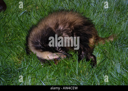 Dead Badger shot by farmer. Badgers are protected but some get killed ...